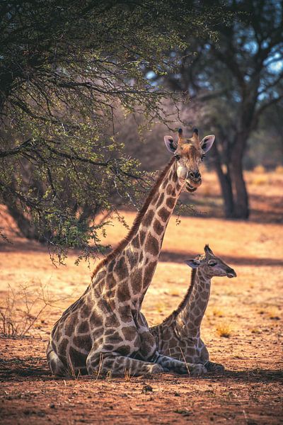 Namibië giraffe met jong dier van Jean Claude Castor op canvas, behang ...