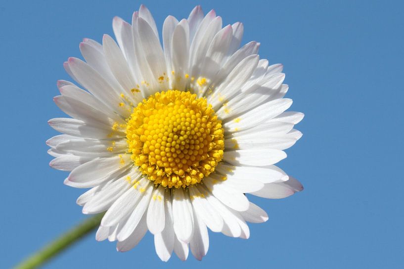 Colour Of Daisy Flower | Best Flower Site