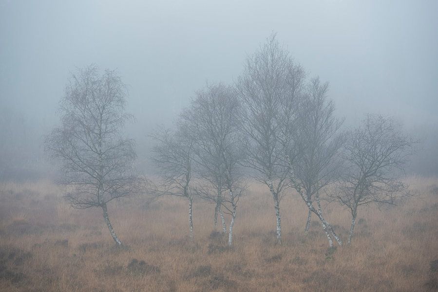 Berken in de mist op de Gasterse duinen Drenthe van Rick Goede op ...
