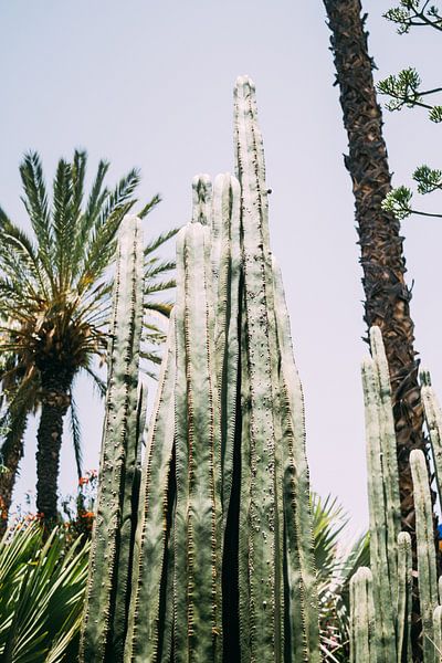 Cactus en Palmboom van Patrycja Polechonska op canvas, behang en meer