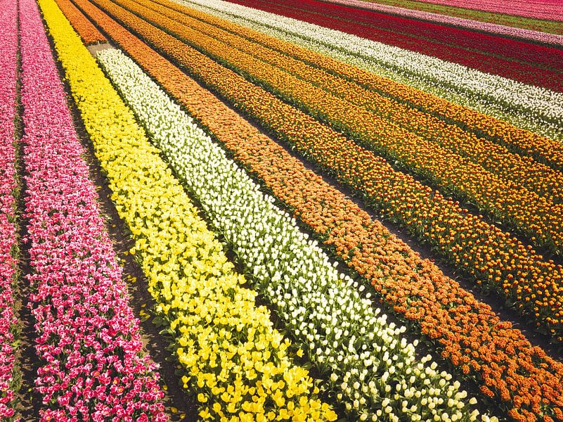 Tulpen die groeien in landbouwvelden tijdens de lente gezien vanaf van ...