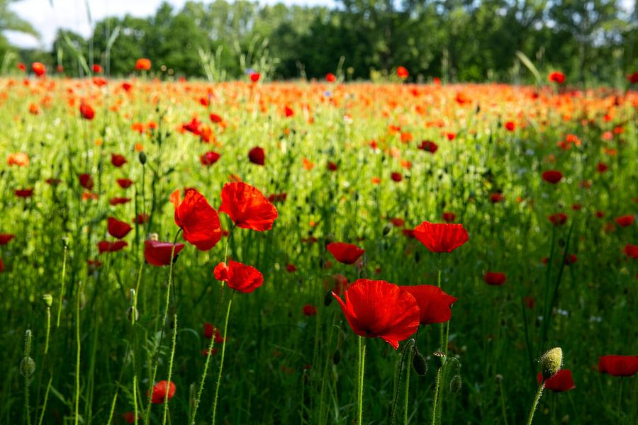 Klaprozenveld in de omgeving van Eindhoven van Michelle Peeters op ...