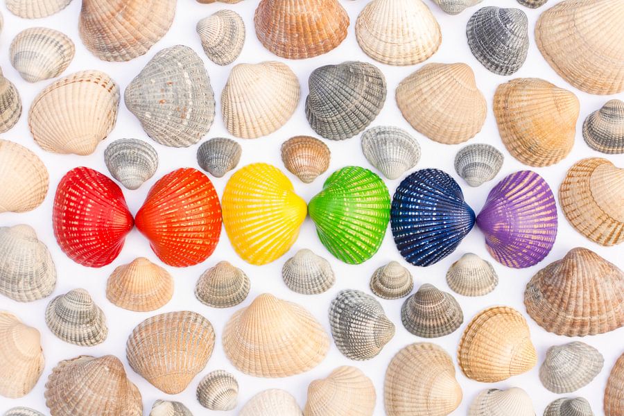 Shells in the colours of the rainbow flag by Lisette Rijkers on canvas ...