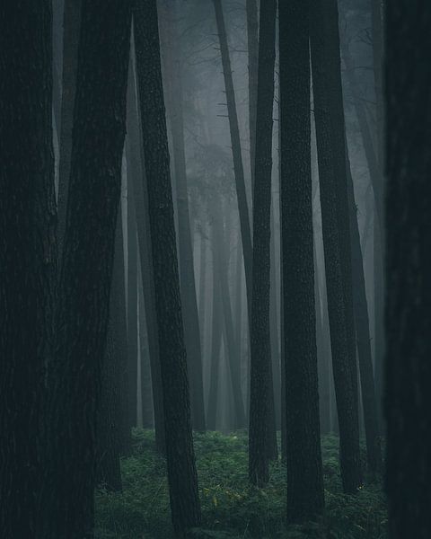 Donker Bos Wallpaper 1080p