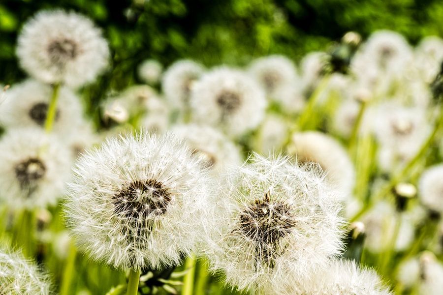 Paardenbloem met bokeh op bloemenweide van Dieter Walther op canvas, behang en meer