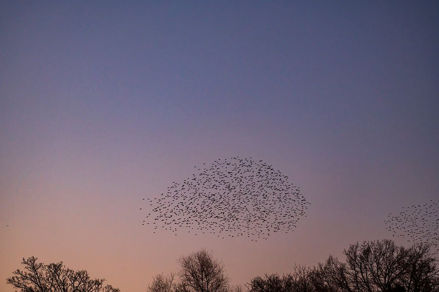 Spreeuwen zwerm met vliegende vogels in de lucht tijdens zonsondergang ...