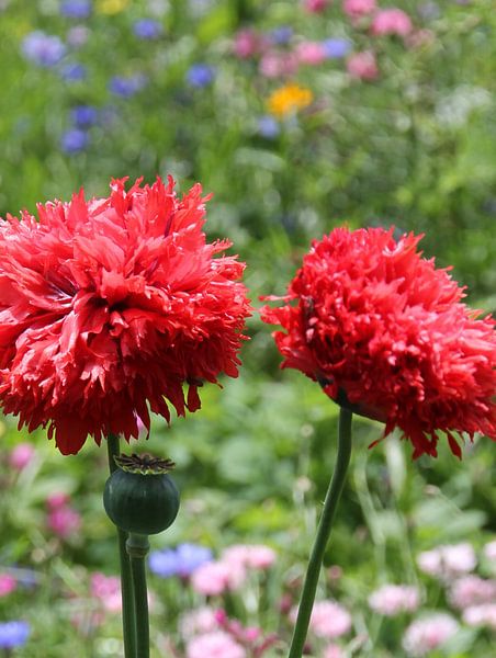 Prachtige Papavers | Een afbeelding van twee prachtige papavers van Wil ...