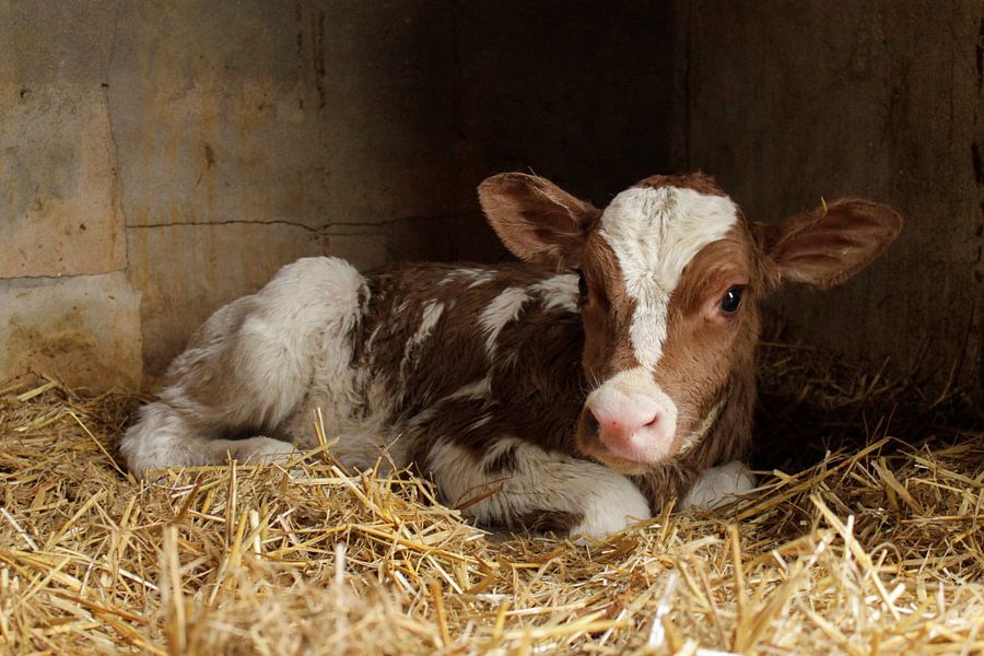 Dora, roan calf, lying down, Dora, roan calf, rotes und weißes kalb by ...