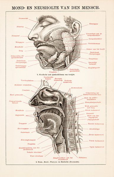 Anatomie Van De Mond Van Een Hert