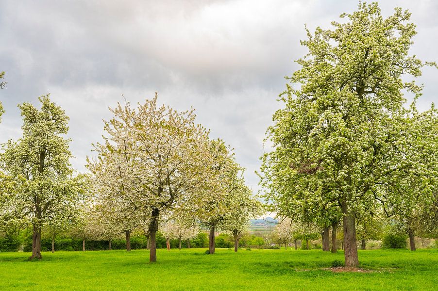 Bloeiende fruitbomen in de lente in Zuid-Limburg van Sjoerd van der Wal ...