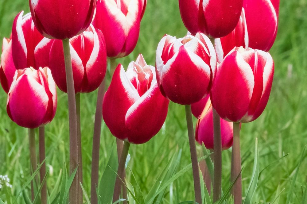 Tulpen op de tulpenvelden in Flevoland van Merijn Loch op canvas ...