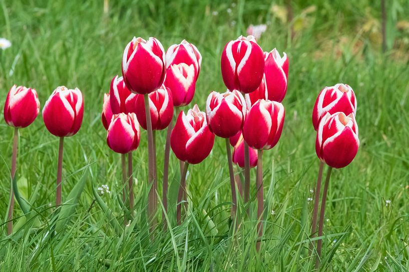 Tulpen op de tulpenvelden in Flevoland van Merijn Loch op canvas ...