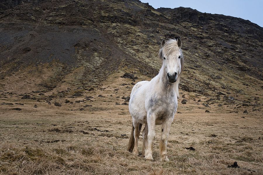 De IJslander nodigt je uit om het land te ontdekken van Joran Quinten ...