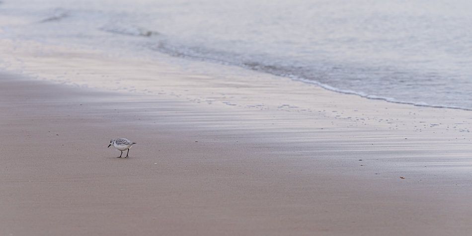 Rust: Panorama van het strand met een strandlopertje van Marjolijn van den Berg op canvas ...