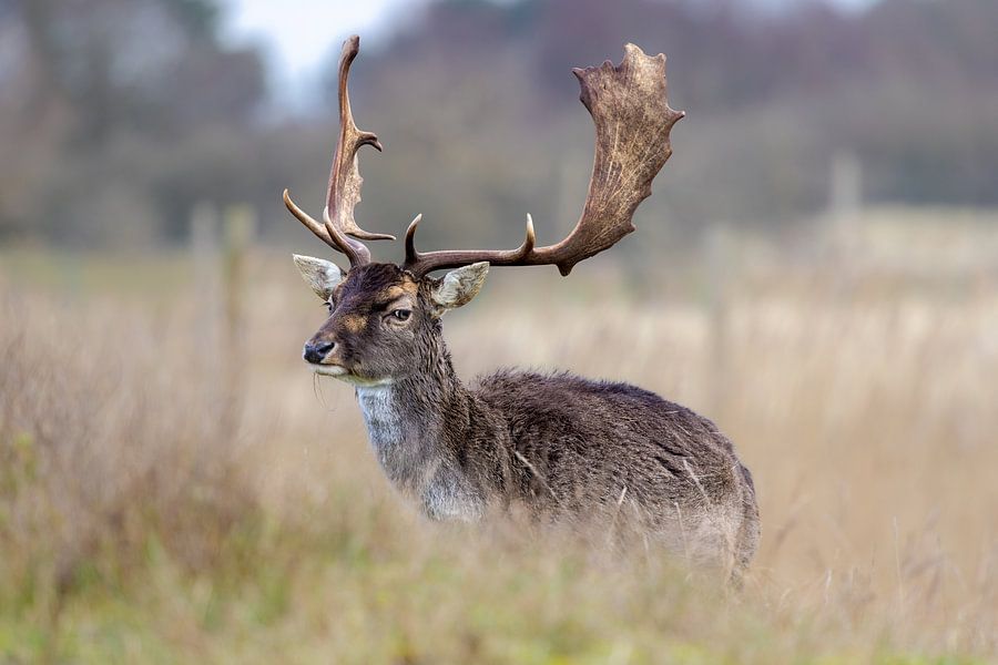 Damhert in de Amsterdamse Waterleidingduinen van Piet Hein Schuijff op ...
