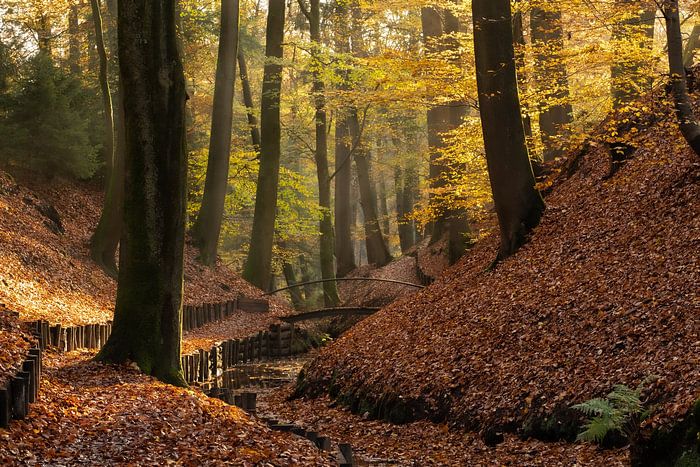 Sprookjesbos van Rob Willemsen photography op canvas, behang en meer