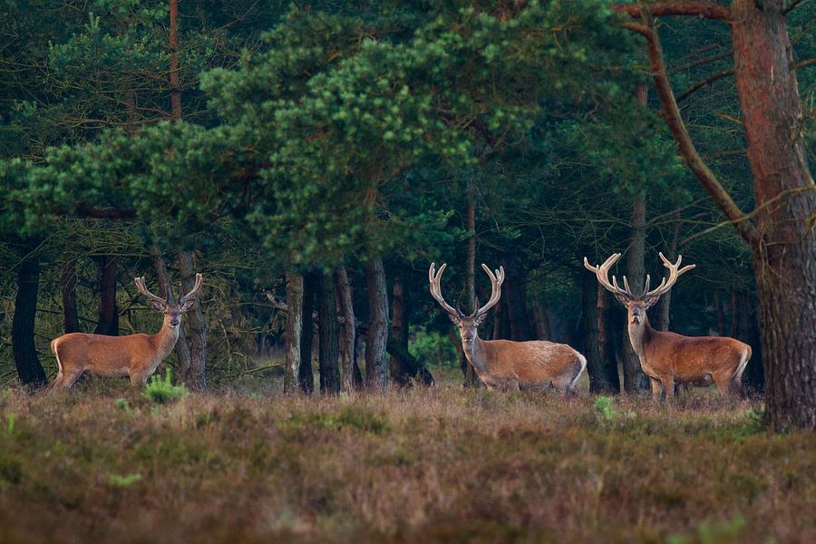 Edelherten bij Uddel, Veluwe van Evert Jan Kip op canvas, behang en meer