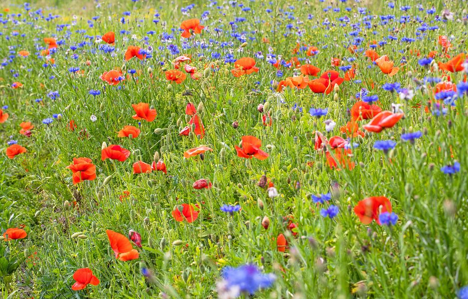 Veldbloemen op Texel / Field flowers on Texel van Justin Sinner ...