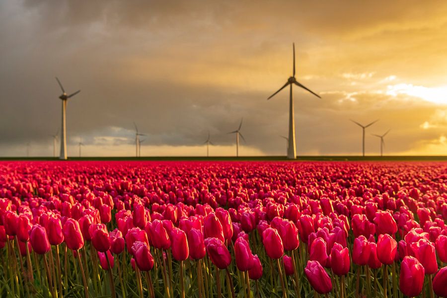 Rode tulpen in een veld met windturbines op de achtergrond van Sjoerd ...