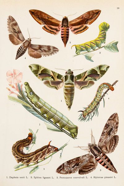 Antieke plaat met vier pijlstaartvlinders en hun rupsen van Studio ...