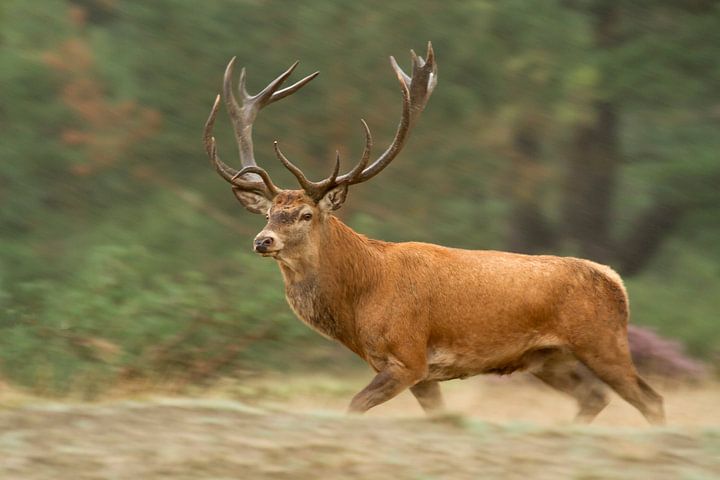 Jan Dolfing | Bestel premium kunstwerken