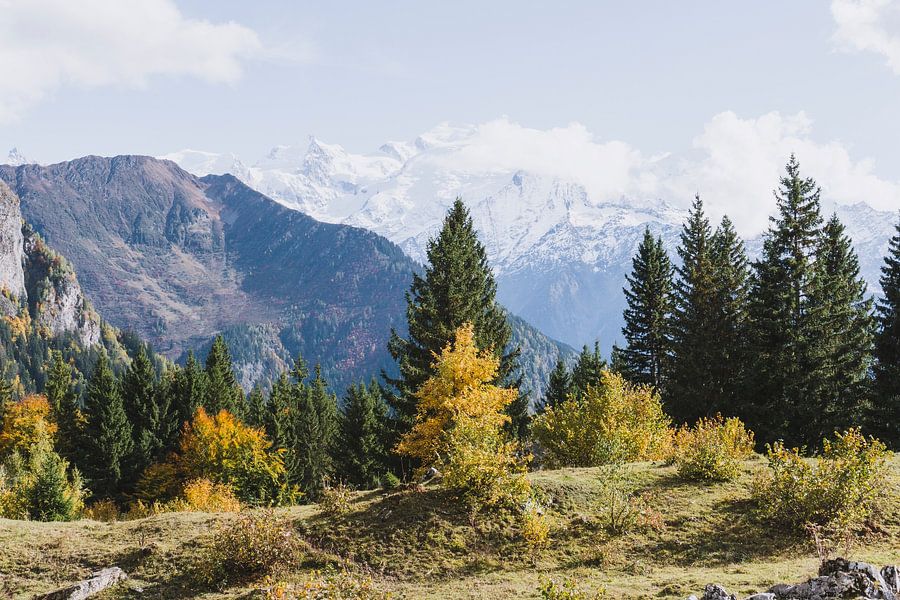 Berglandschap met almwei en bomen in herfstkleuren ...