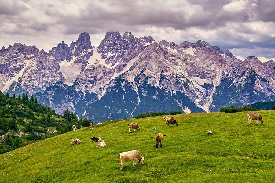 Alpenweide op de Monte Cristallo in Zuid-Tirol van Reiner Würz ...