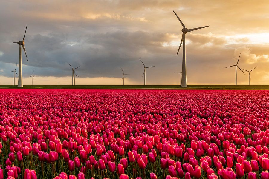 Rode tulpen in een veld met windturbines op de achtergrond van Sjoerd ...