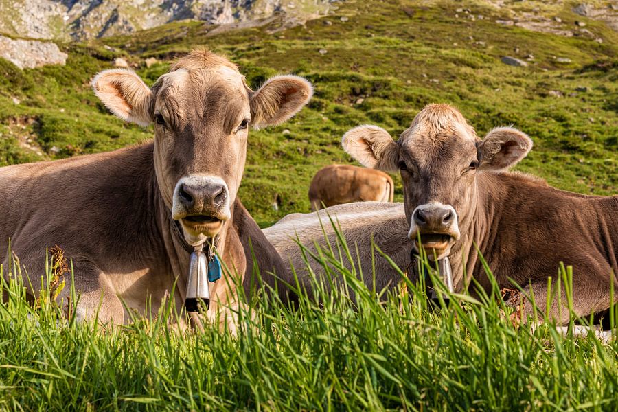 Koeien op de alpenweide in de Zwitserse Alpen van Werner Dieterich op ...