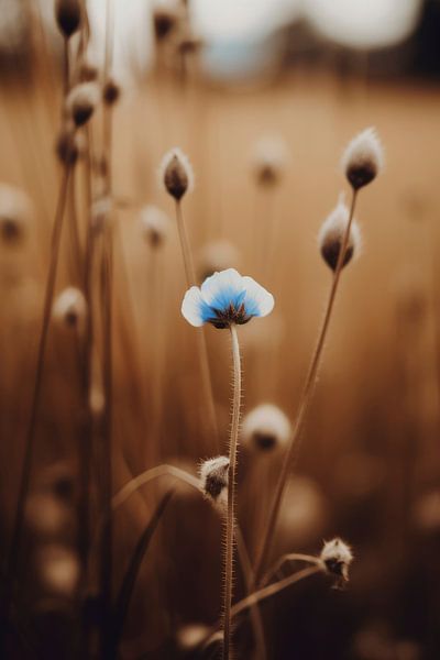 Blauwe maïsbloem nr. 4 van Treechild op canvas, behang en meer