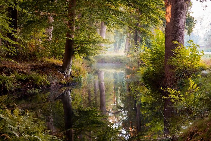 Sprookjesbos van Rob Willemsen photography op canvas, behang en meer