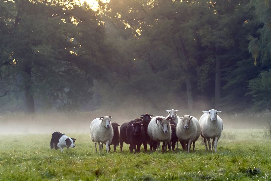 Border at Work by Jan Dolfing on canvas, poster, wallpaper and more