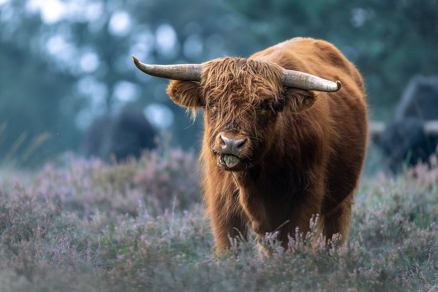 Stoere hooglander hangt de grapjas uit van Roy Kreeftenberg op canvas ...