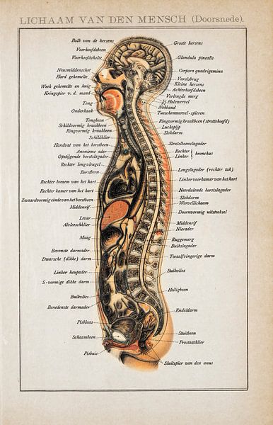 Cross section of the human body by Studio Wunderkammer on canvas ...