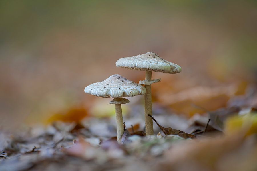 Paddenstoelen groeien in een loofbos van Mario Plechaty Photography op ...