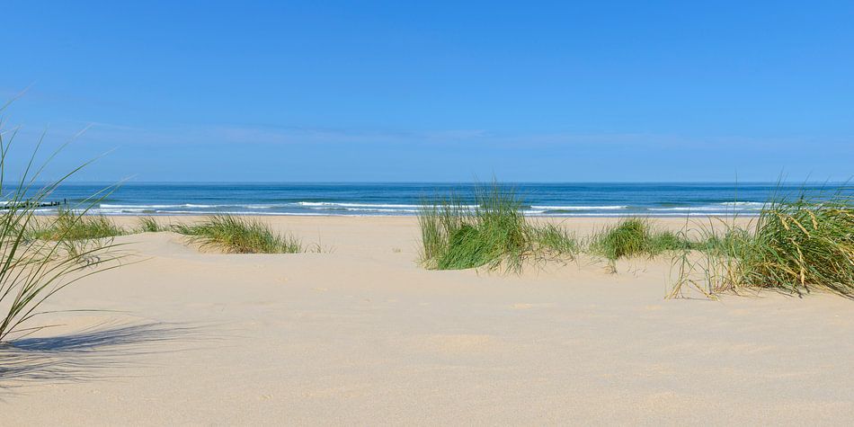 Duingras aan het Noordzeestrand op een zomerse dag van Sjoerd van der ...