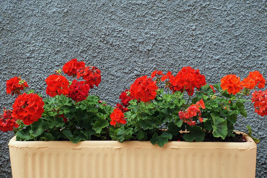 Bak met vuurrode geraniums voor een grijze, grof gestucte muur. van ...