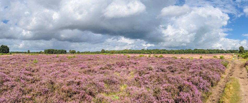 Panoramic Photo Westerheide, Laren, North Holland, The Throw, GNR by ...
