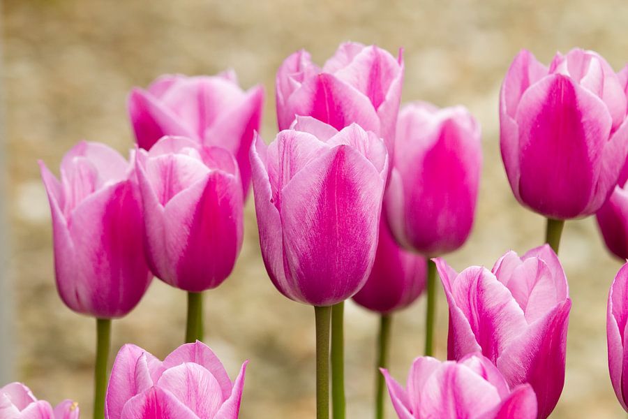 Roze tulpen in de tuin van Marianne Ottemann - OTTI op canvas, behang ...