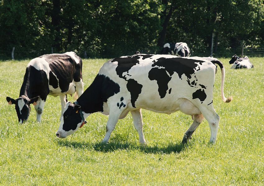 The world map on a cow by Bert Hooijer on canvas, poster, wallpaper and ...