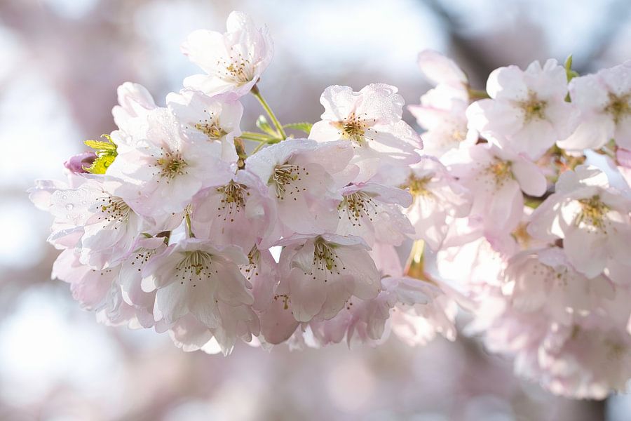 Dromerige foto van Roze bloesemtak van Elbertsen Fotografie op canvas ...