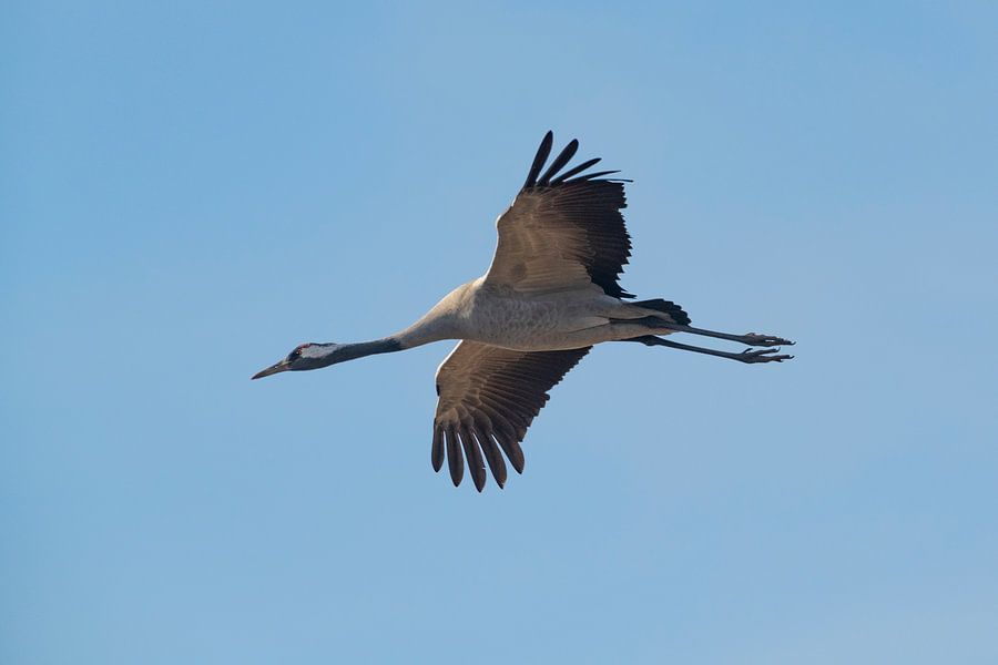 Kraanvogel vliegend in de lucht tijdens de herfst van Sjoerd van der ...