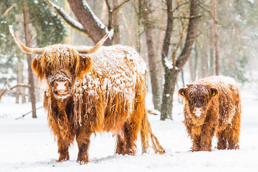 Porträt einer schottischen Highlander-Kuh mit Kalb im Winter im Schnee ...