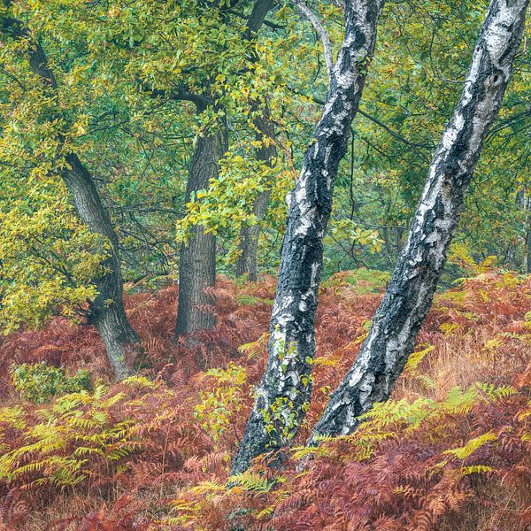 Forêt colorée sur le Veluwezoom par l'artiste Sander Grefte