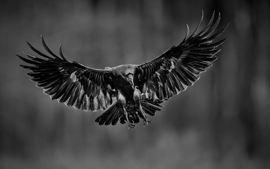 Landende raaf van Mathijs Frenken op canvas, behang en meer