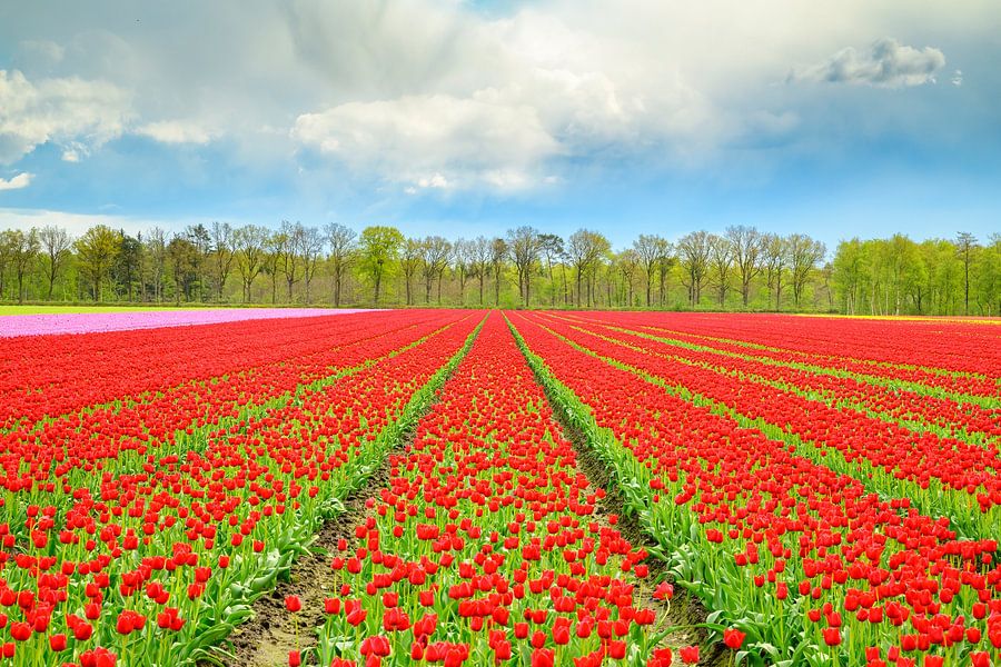 Tulpen in bloei in een veld tijdens de lente van Sjoerd van der Wal ...