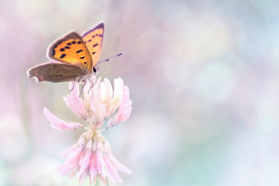 Hope is the thing with feathers par l'artiste Bob Daalder