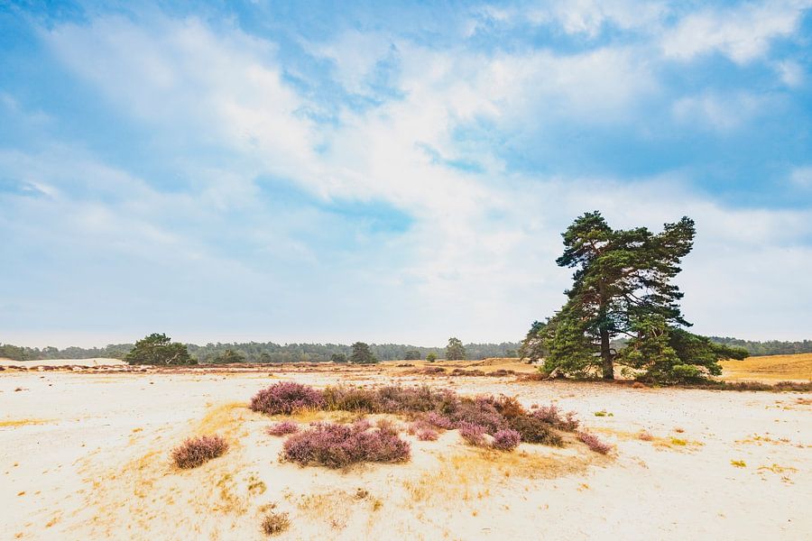 Bloeiende heideplanten in heidelandschap op de Veluwe van Sjoerd van ...