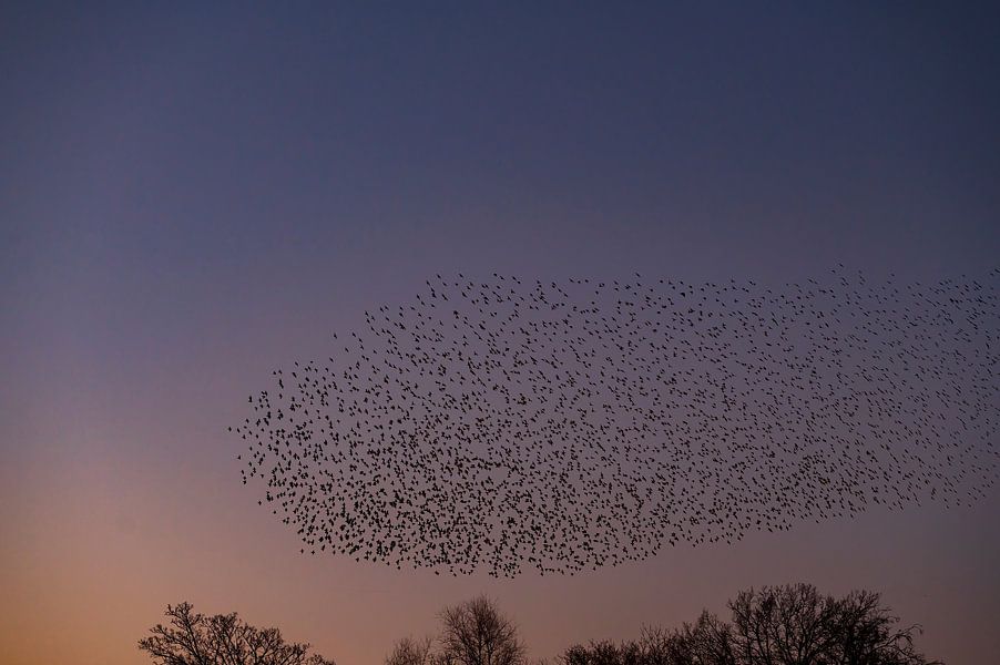 Spreeuwen zwerm met vliegende vogels in de lucht tijdens zonsondergang van Sjoerd van der Wal ...