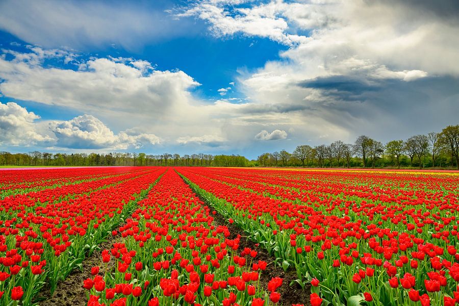 Tulpen in bloei in een veld tijdens de lente van Sjoerd van der Wal ...